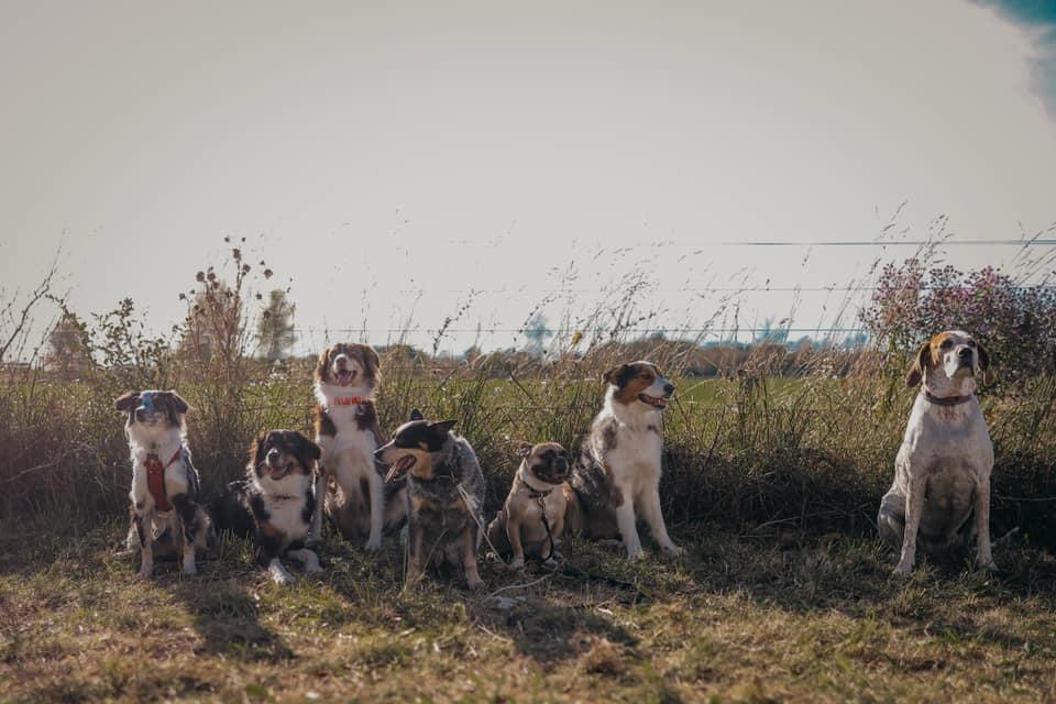 Distant Hill Australian Shepherds in New York | Australian Shepherd ...