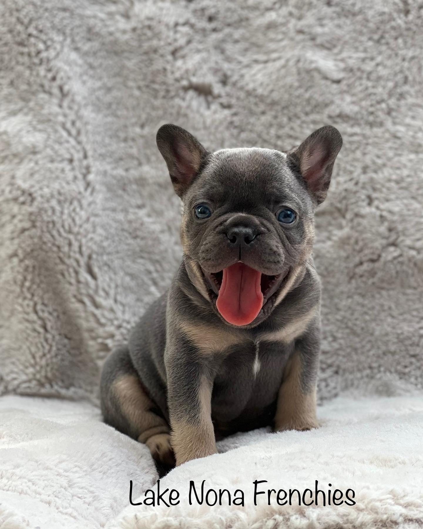 Lake Nona Frenchies in Florida | French Bulldog puppies | Good Dog