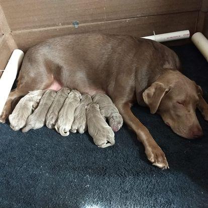 Silver Lace Labs in Arizona | Dilute Retriever puppies | Good Dog