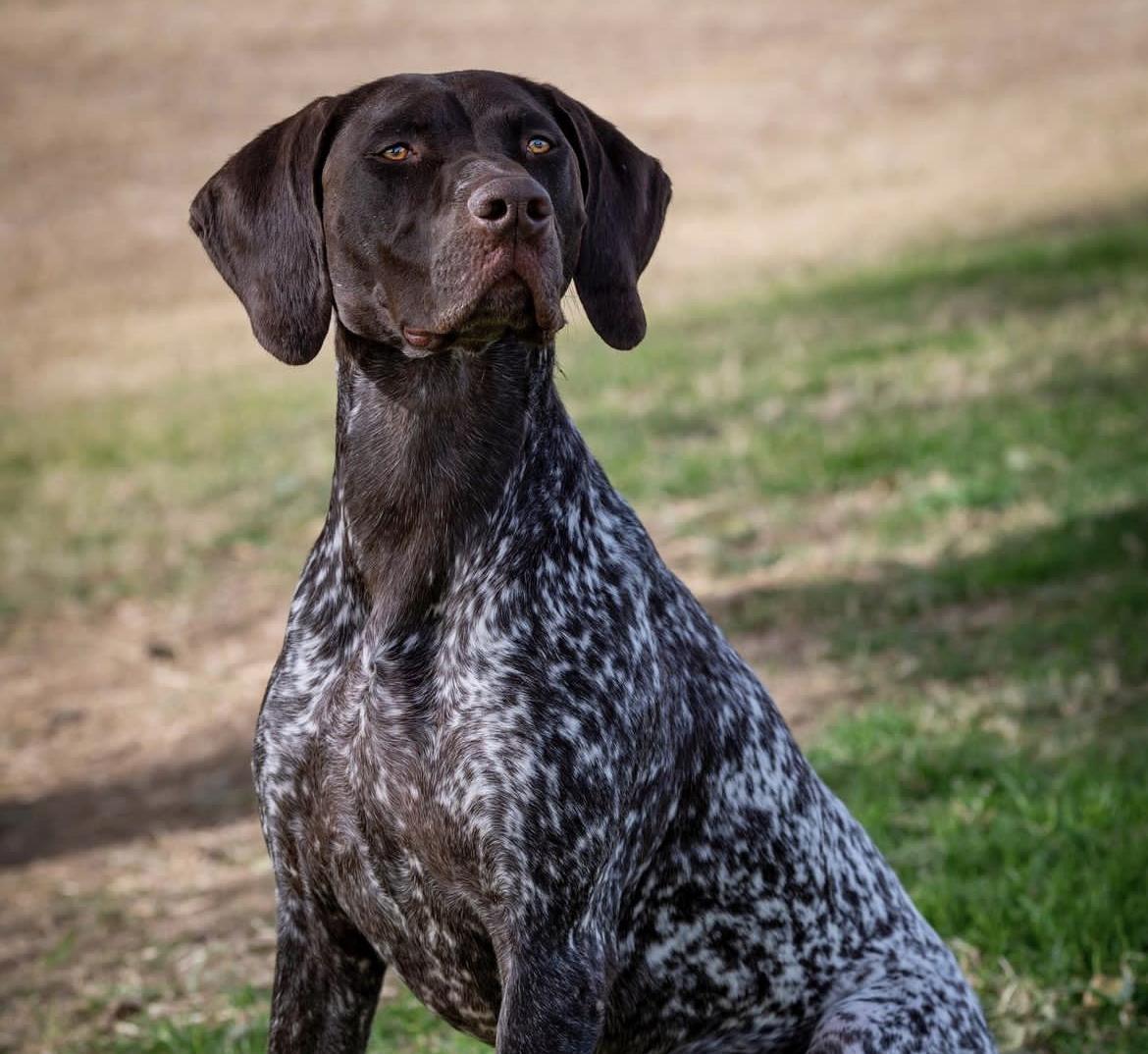 Kuhl Palmer Kennels in Arizona | German Shorthaired Pointer puppies ...
