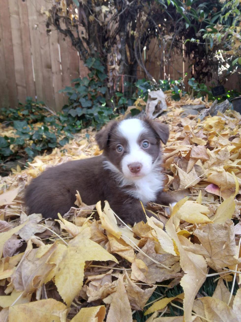 Ghostfire Mini Aussies in California | Miniature Australian Shepherd ...