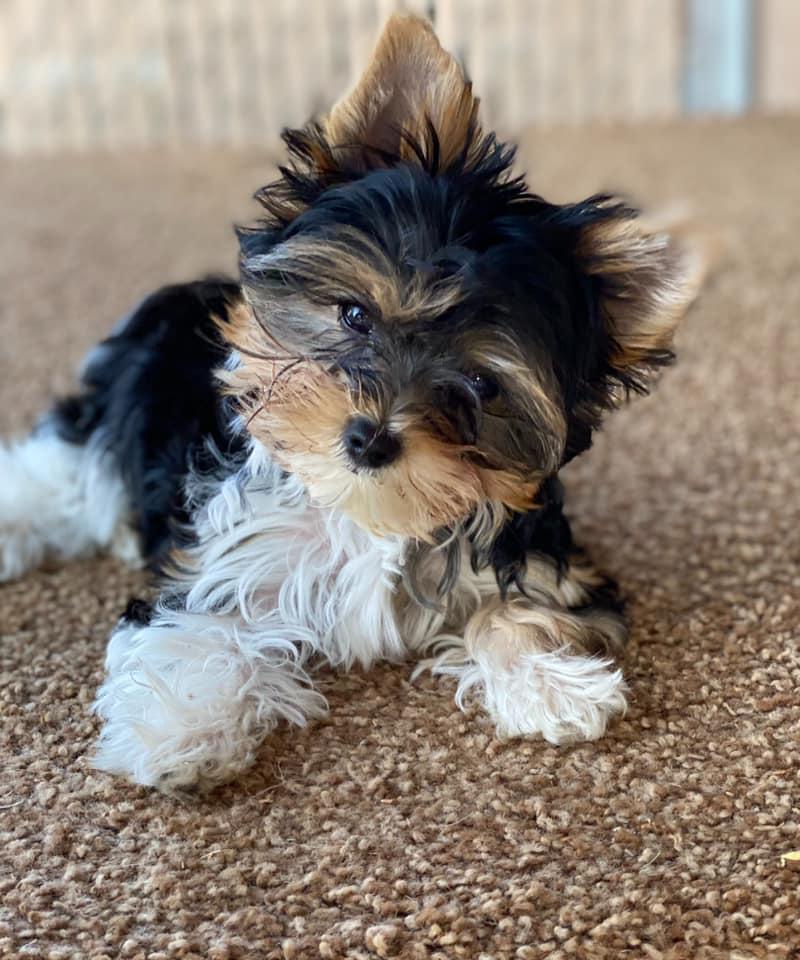 CAMDEN Parti Puppies-Colorado Parti Yorkies in Colorado | Yorkshire ...