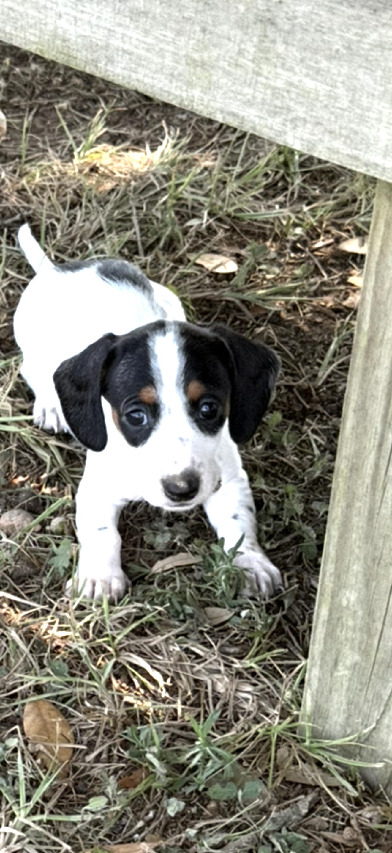 Matalik’s Mini’s in Texas | Dachshund puppies | Good Dog