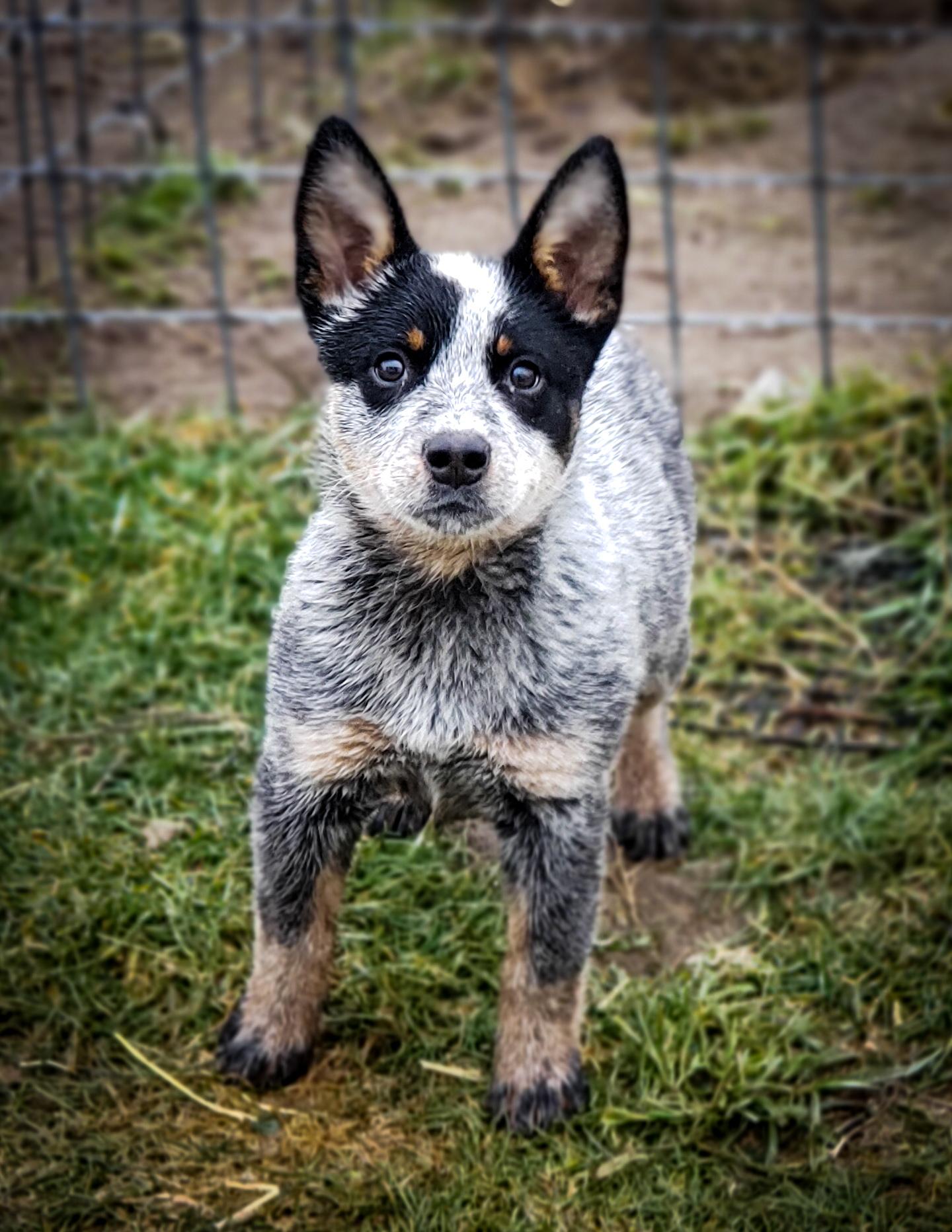 4D Cattle Dogs in Washington | Anatolian Shepherd Dog and Australian ...