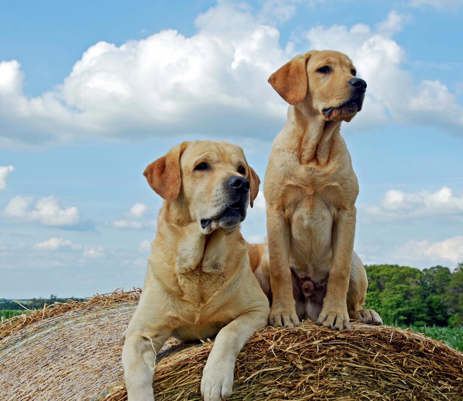 Breezy Retrievers in Wisconsin | Labrador Retriever puppies | Good Dog