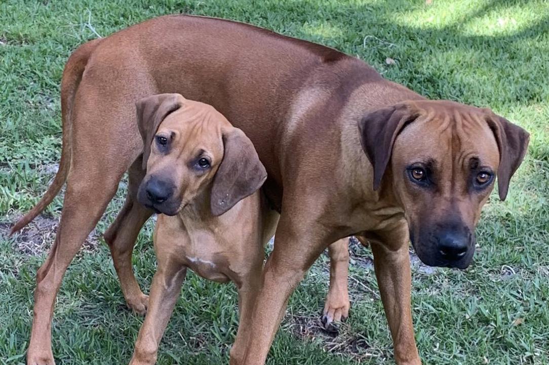 Amber Trace Rhodesian Ridgebacks in Florida | Rhodesian Ridgeback ...