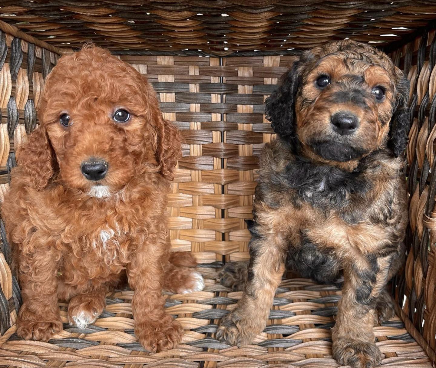 Poodle Doodle Dandy in Arkansas | Goldendoodle and Poodle puppies ...