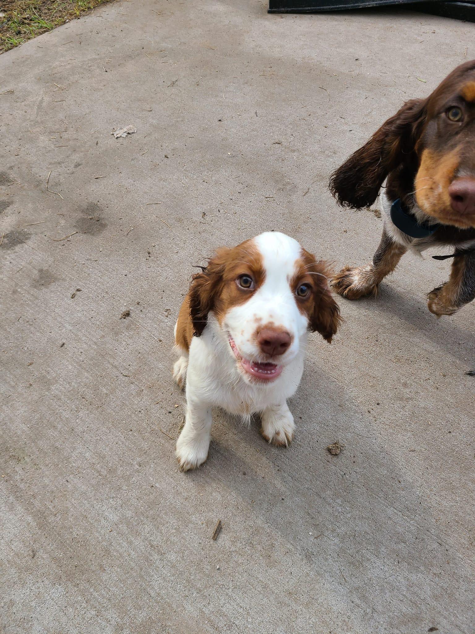 Savannah River Springers in Georgia | English Springer Spaniel puppies ...