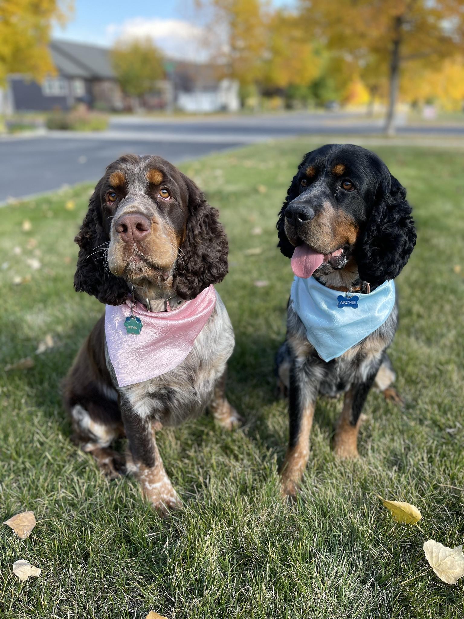 45 N Springers in Montana | English Springer Spaniel puppies | Good Dog