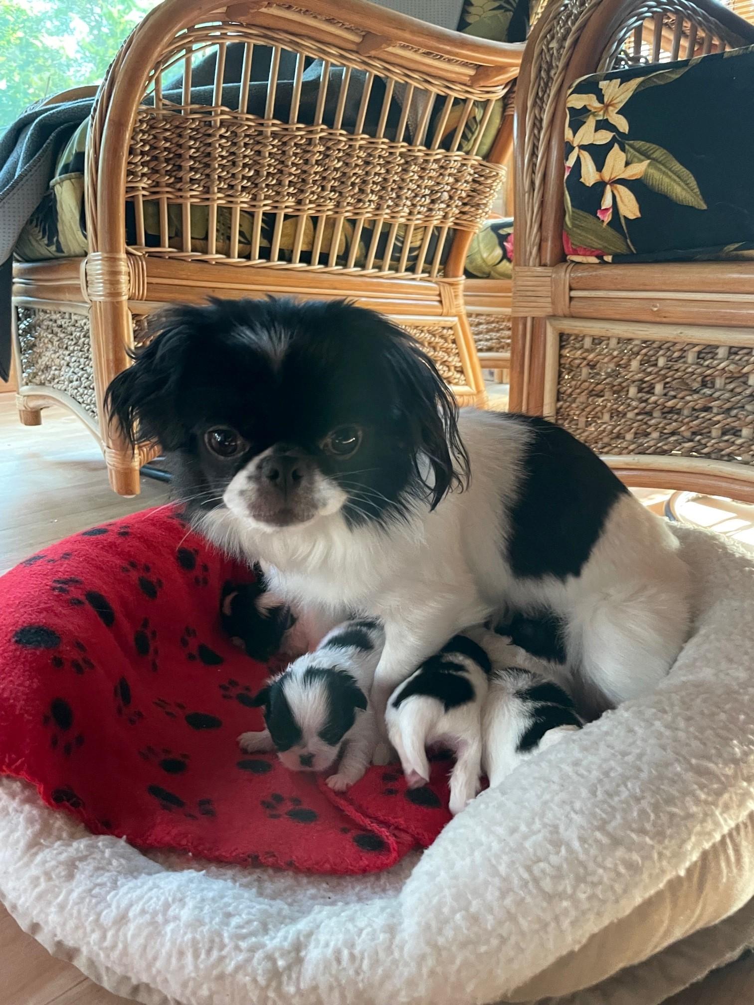 Ridgewood Chins in Kentucky | Japanese Chin puppies | Good Dog