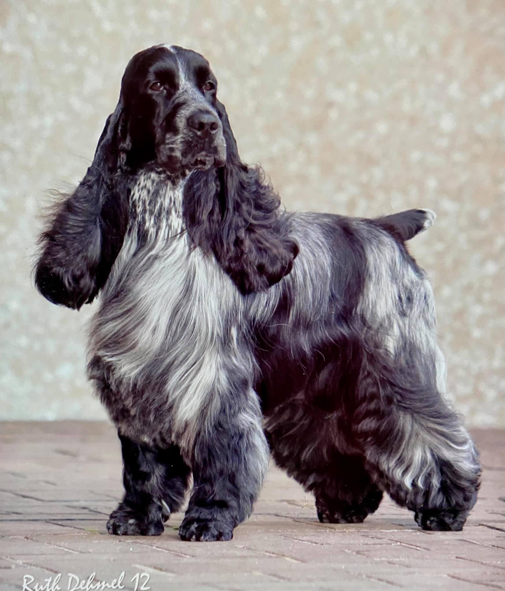 Nonnies Cockers in Florida | English Cocker Spaniel puppies | Good Dog