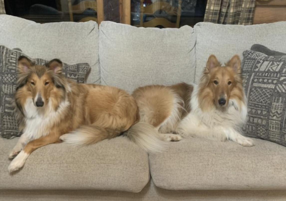 Pearl Ranch AKC Collies in Colorado | Collie puppies | Good Dog