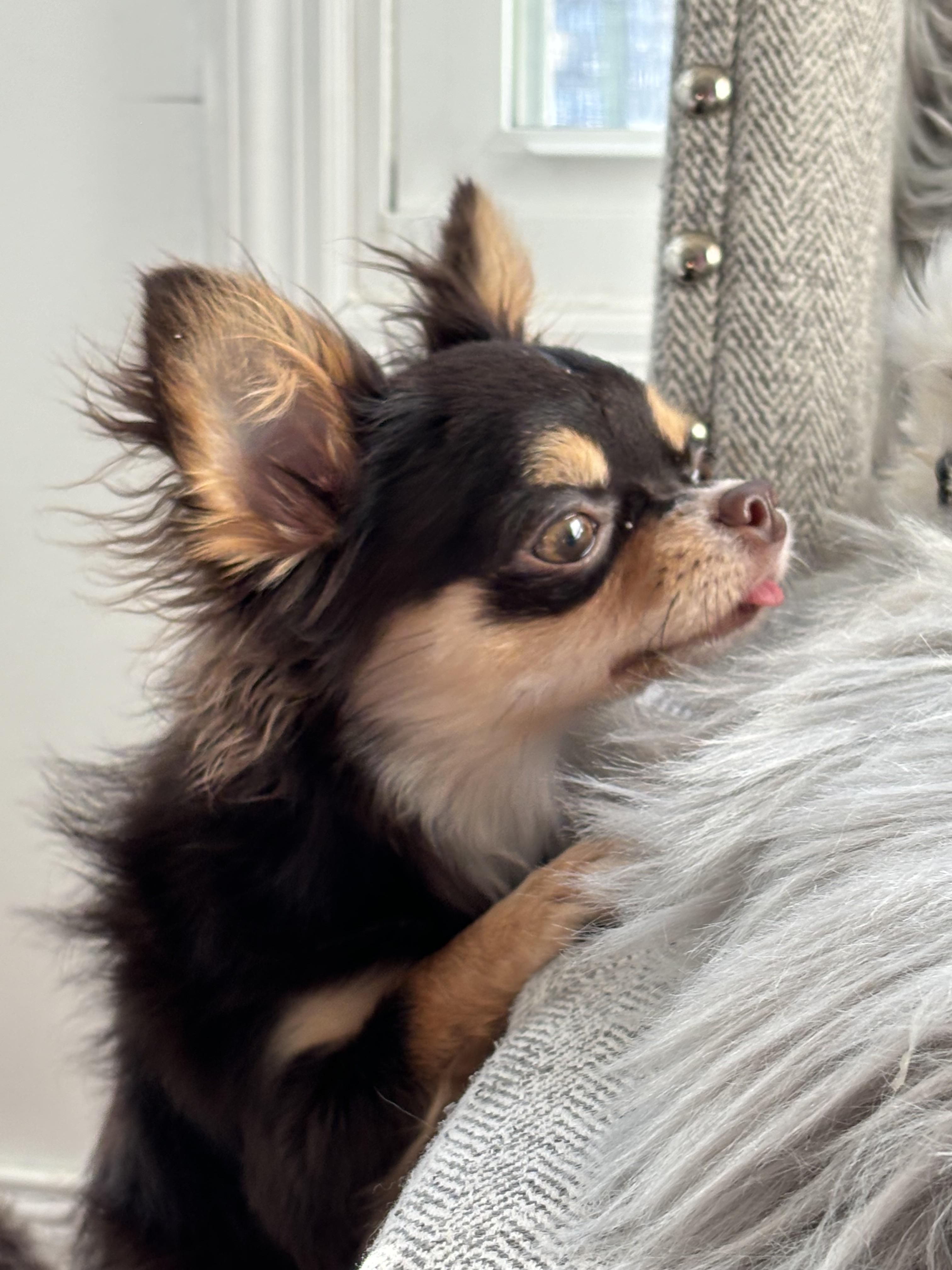 Cuties 4 You in New York | Chihuahua puppies | Good Dog