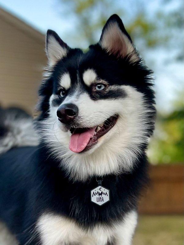 Prairie Moon Pomskies in Minnesota | Pomsky puppies | Good Dog