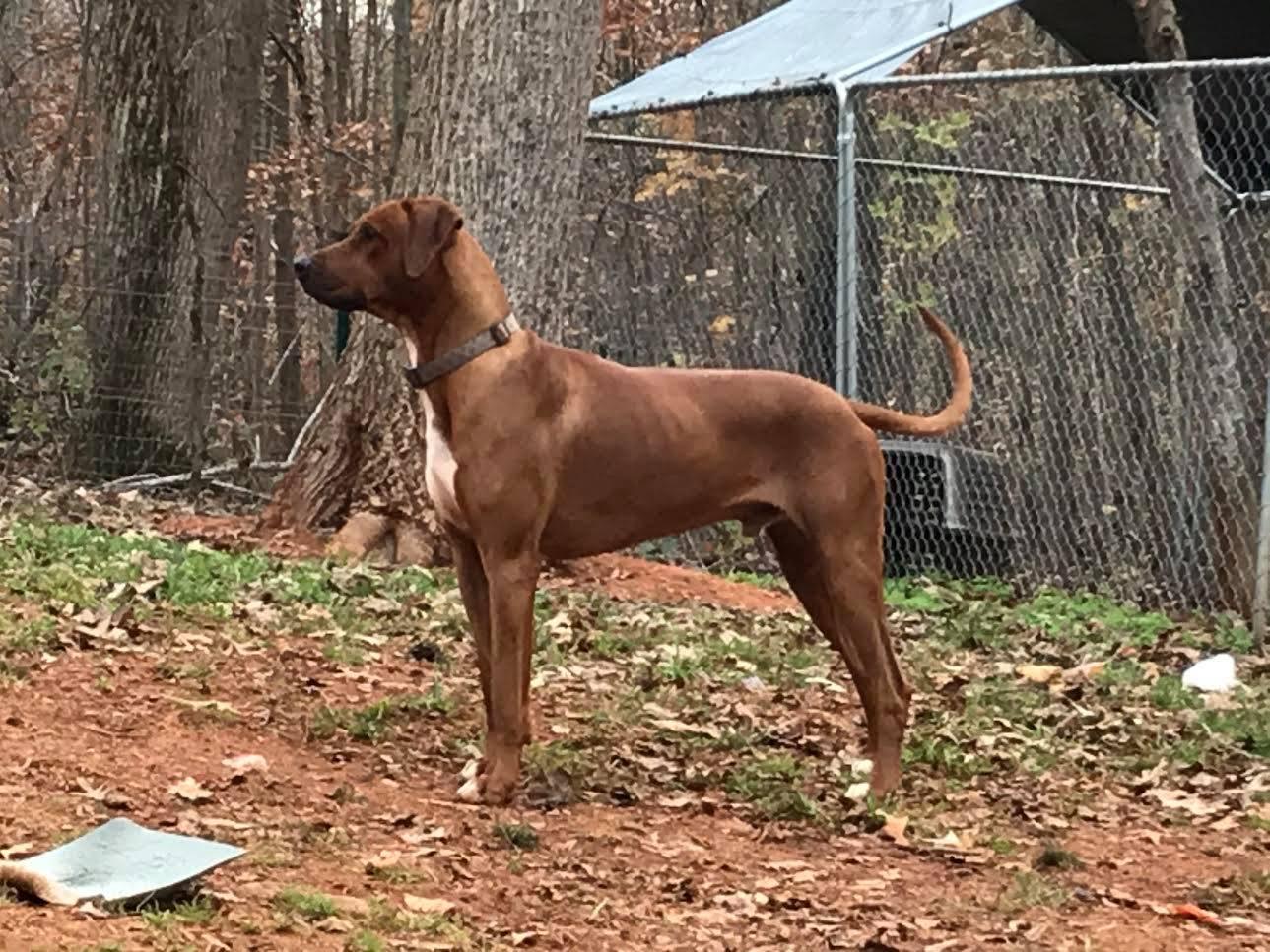 blueridgebacks in North Carolina | Rhodesian Ridgeback puppies | Good Dog