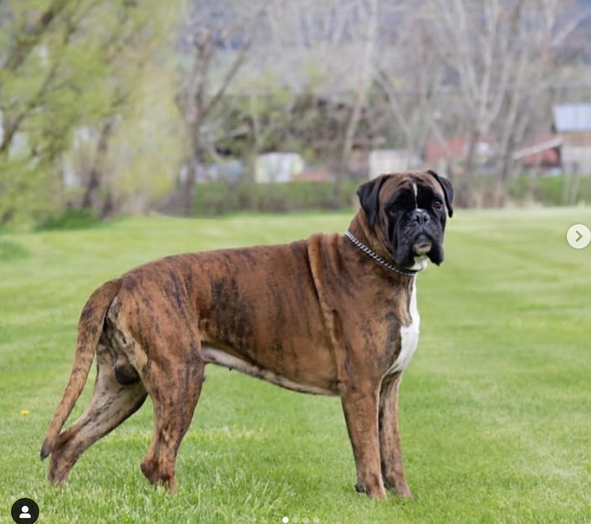 Luna Ray Boxers in Oregon | Boxer puppies | Good Dog