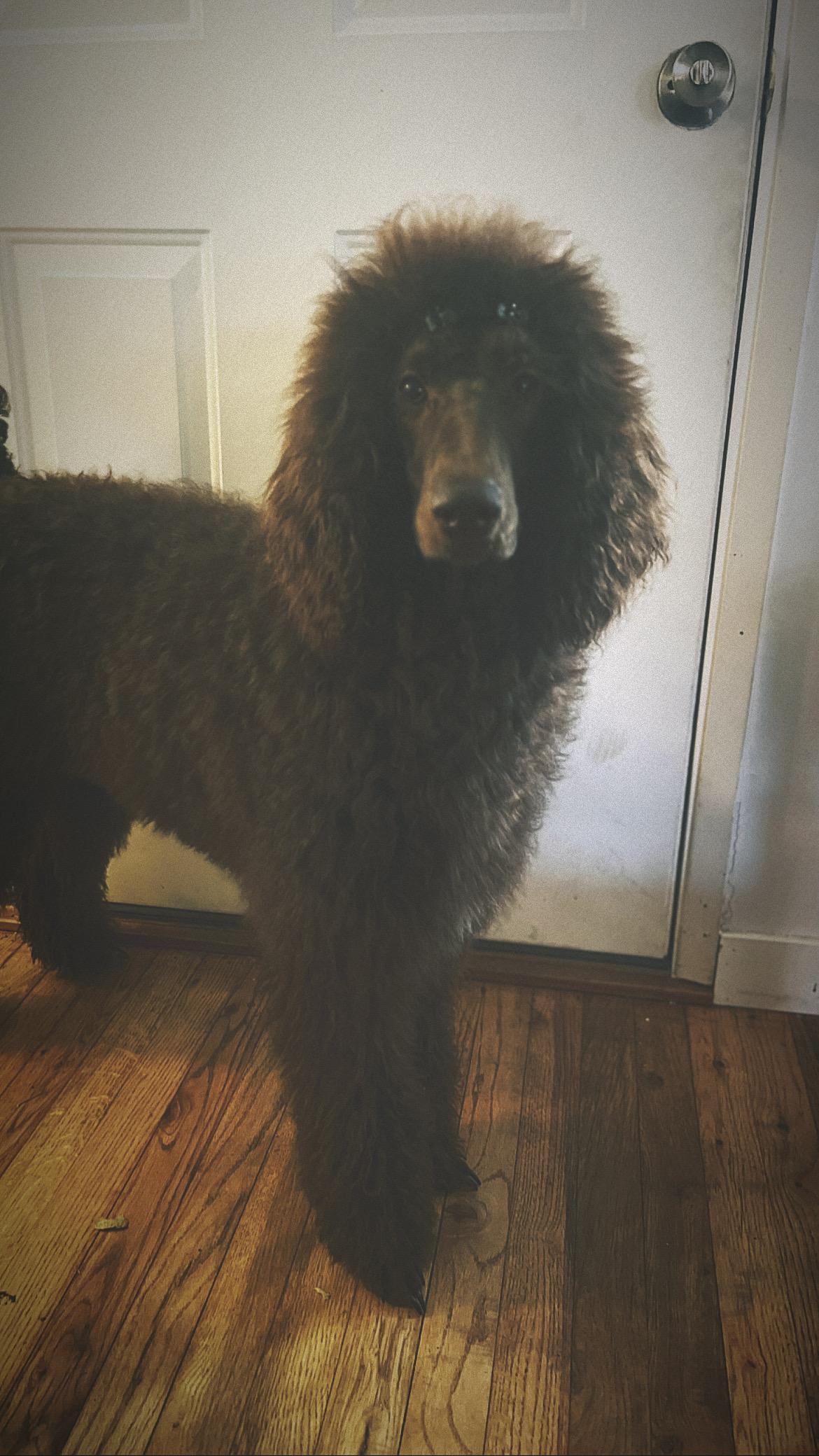 Marlen Poodles&Doodles in Oregon | Poodle and Schnoodle puppies | Good Dog