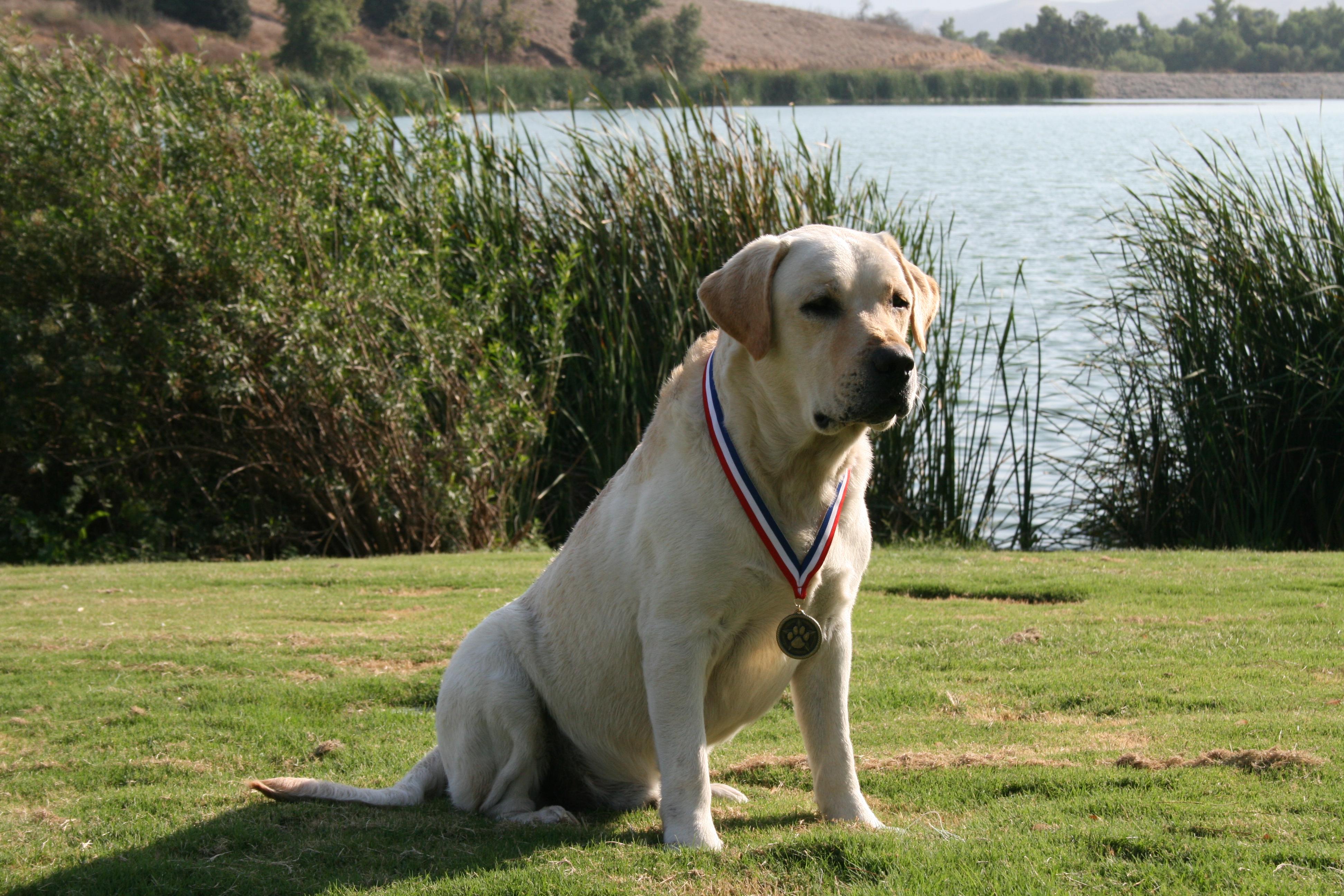 Montview Labradors in Montana | Labrador Retriever puppies | Good Dog