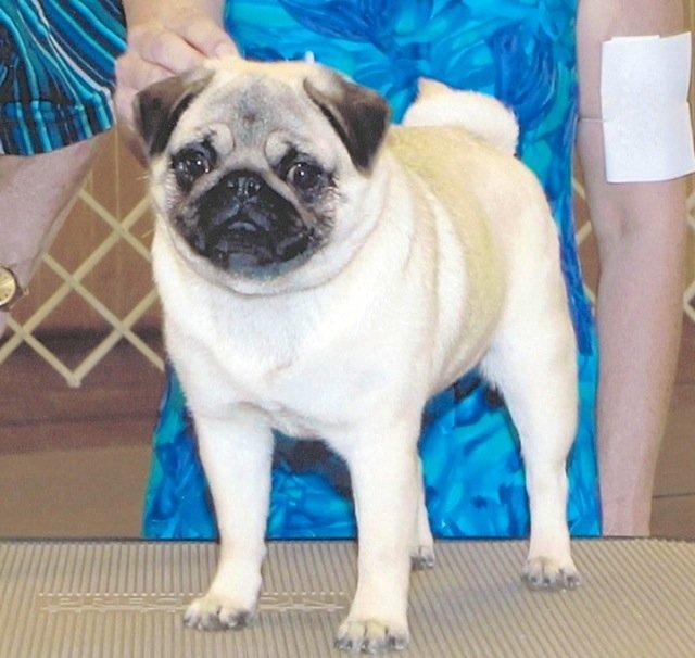 Wee Bit Pugs in California | Pug puppies | Good Dog