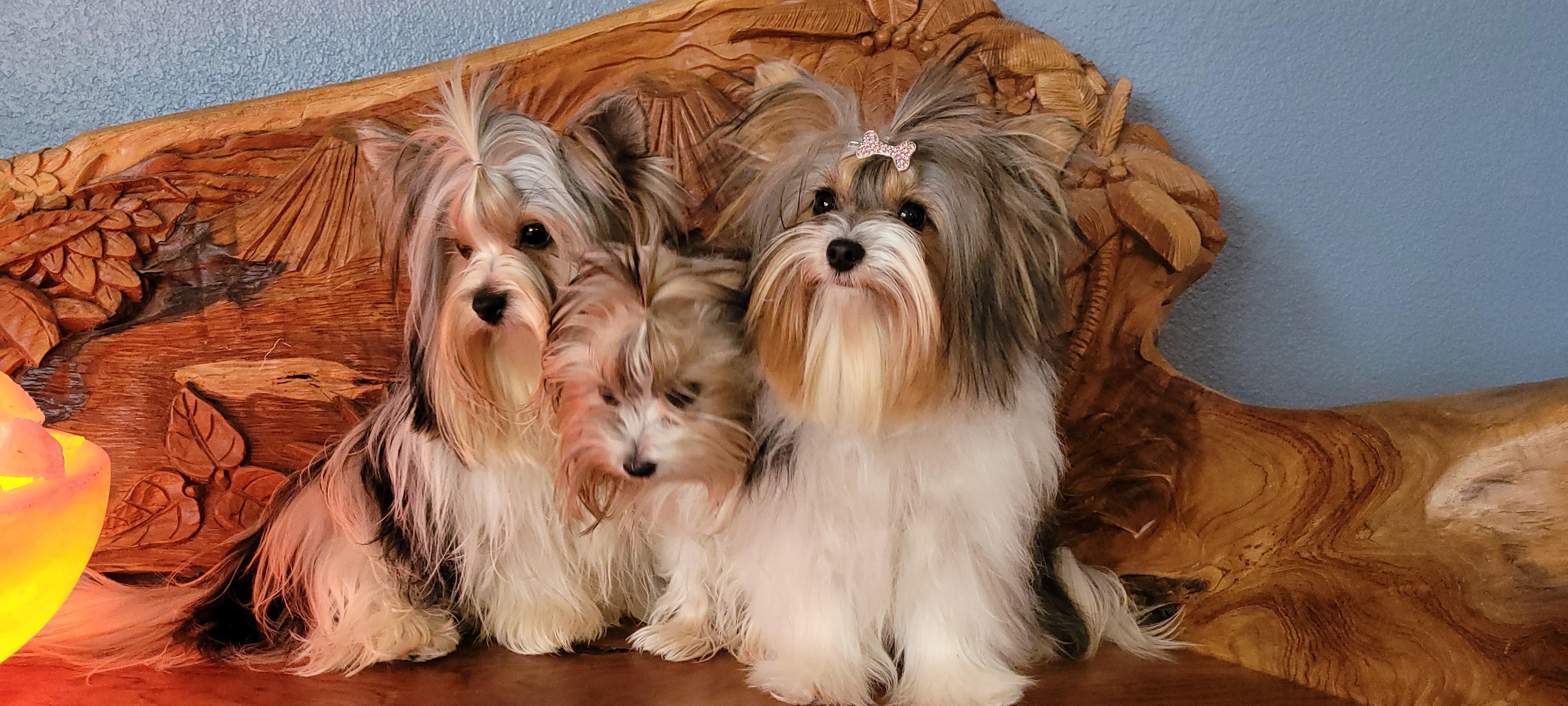Central Texas Biewer Terriers in Texas | Biewer Terrier puppies | Good Dog