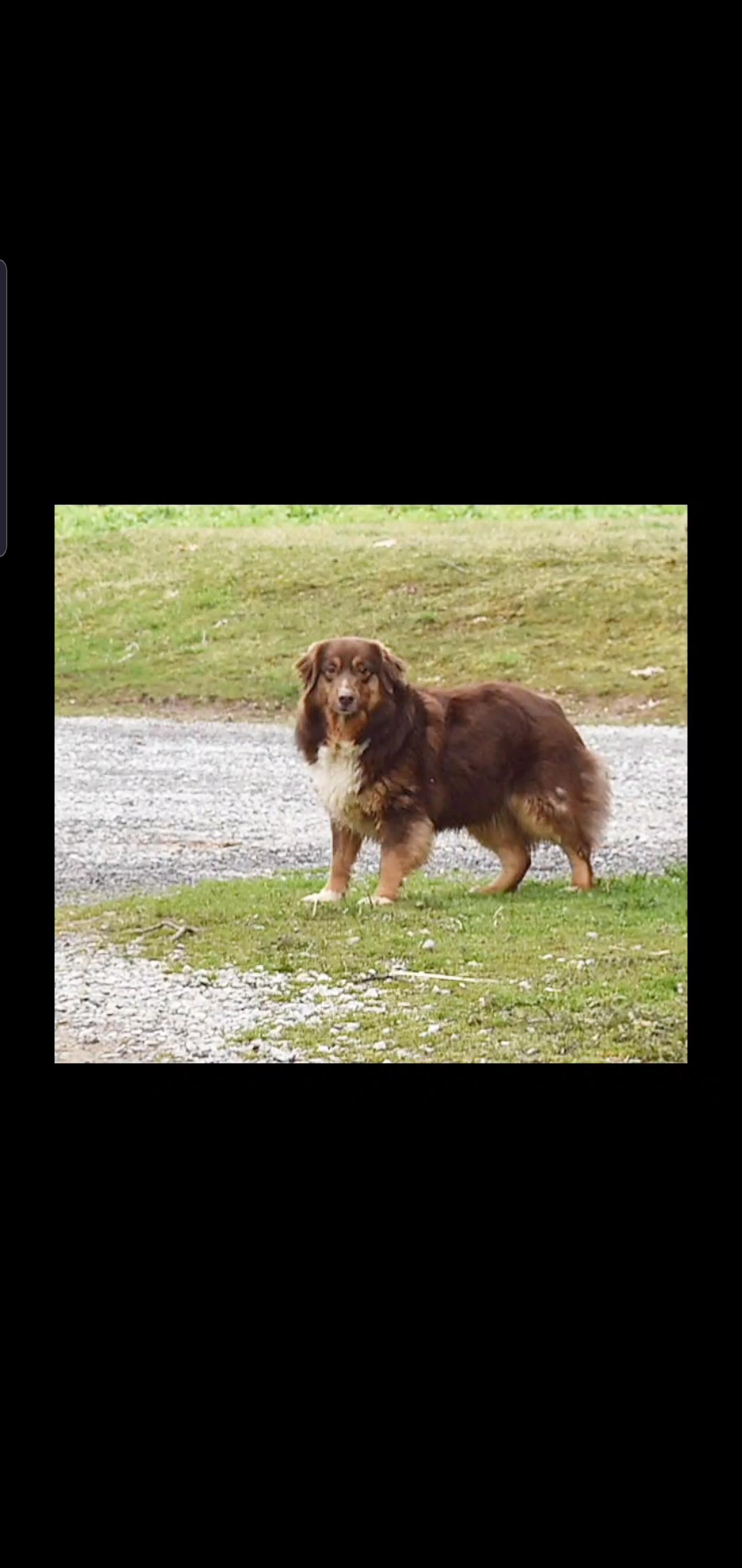 Miller's Aussie,Bernedoodle Pups! in Ohio | Bernedoodle and Miniature ...
