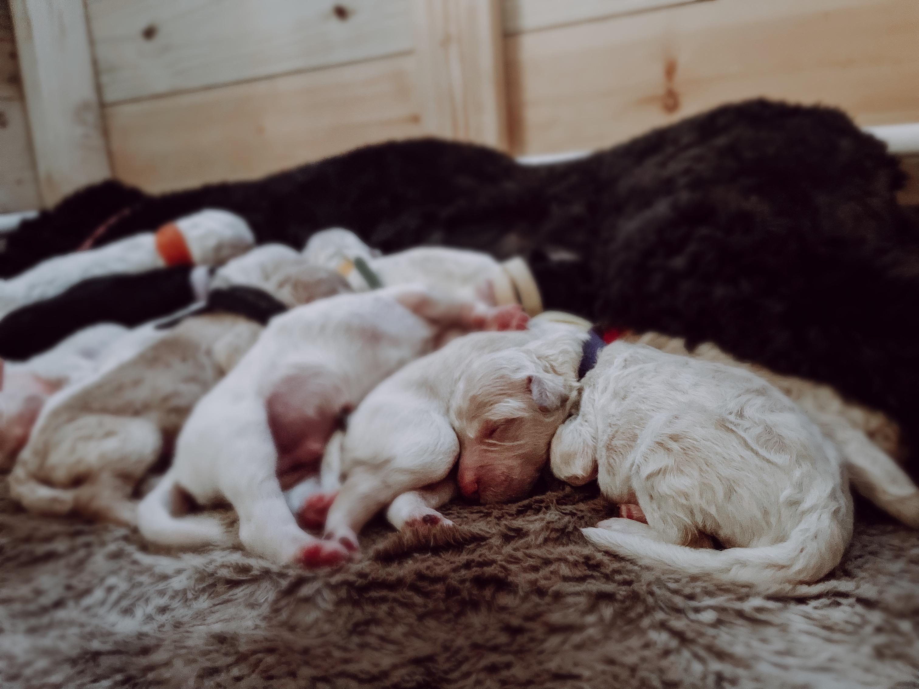 Maizey Jane’s Doodles in Arkansas | Goldendoodle puppies | Good Dog