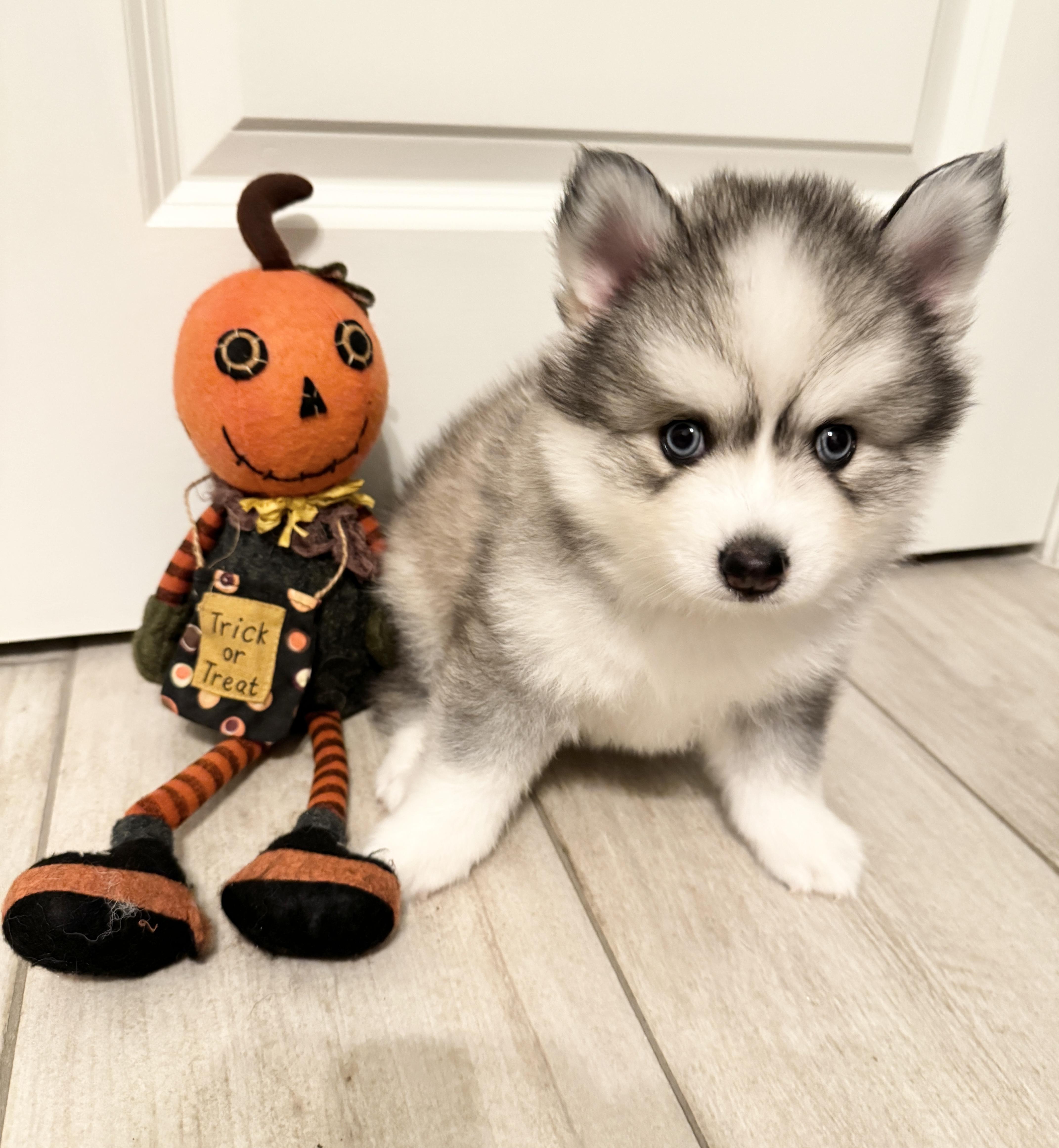Pixie Pomsky in Louisiana | Pomsky puppies | Good Dog
