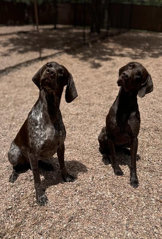 Hanaway GSPs in Colorado | German Shorthaired Pointer puppies | Good Dog