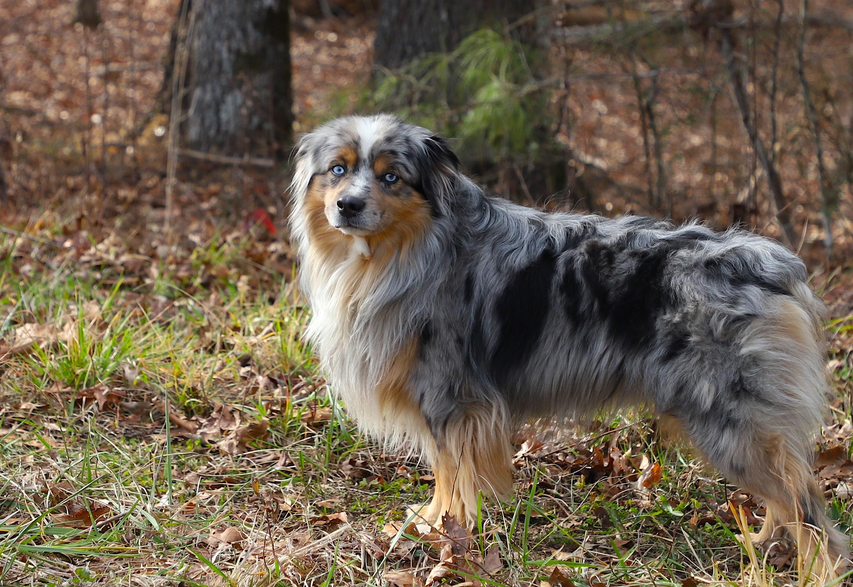 Run'n Bear Mini Aussies in Georgia | Miniature Australian Shepherd ...