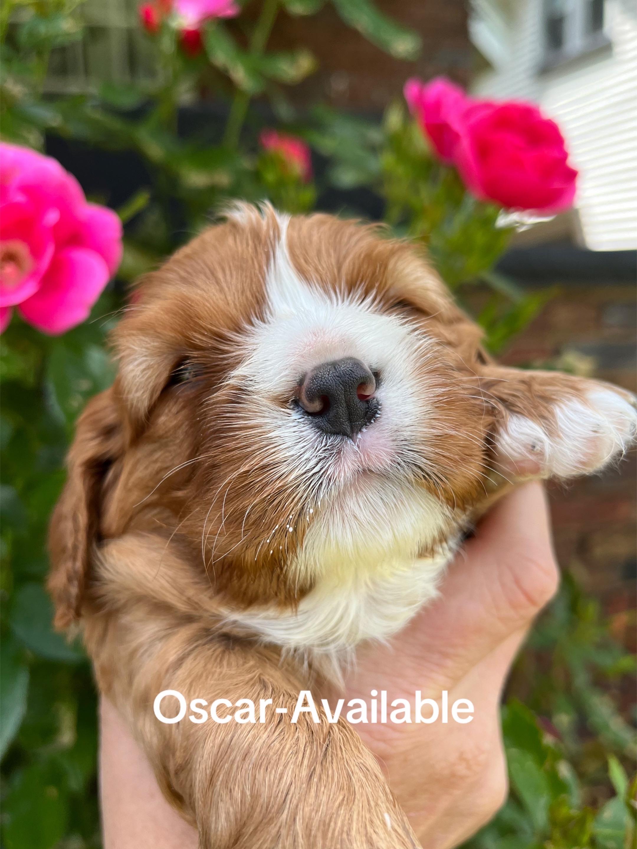 Cuddly King Charles in Ohio | Cavalier King Charles Spaniel puppies ...