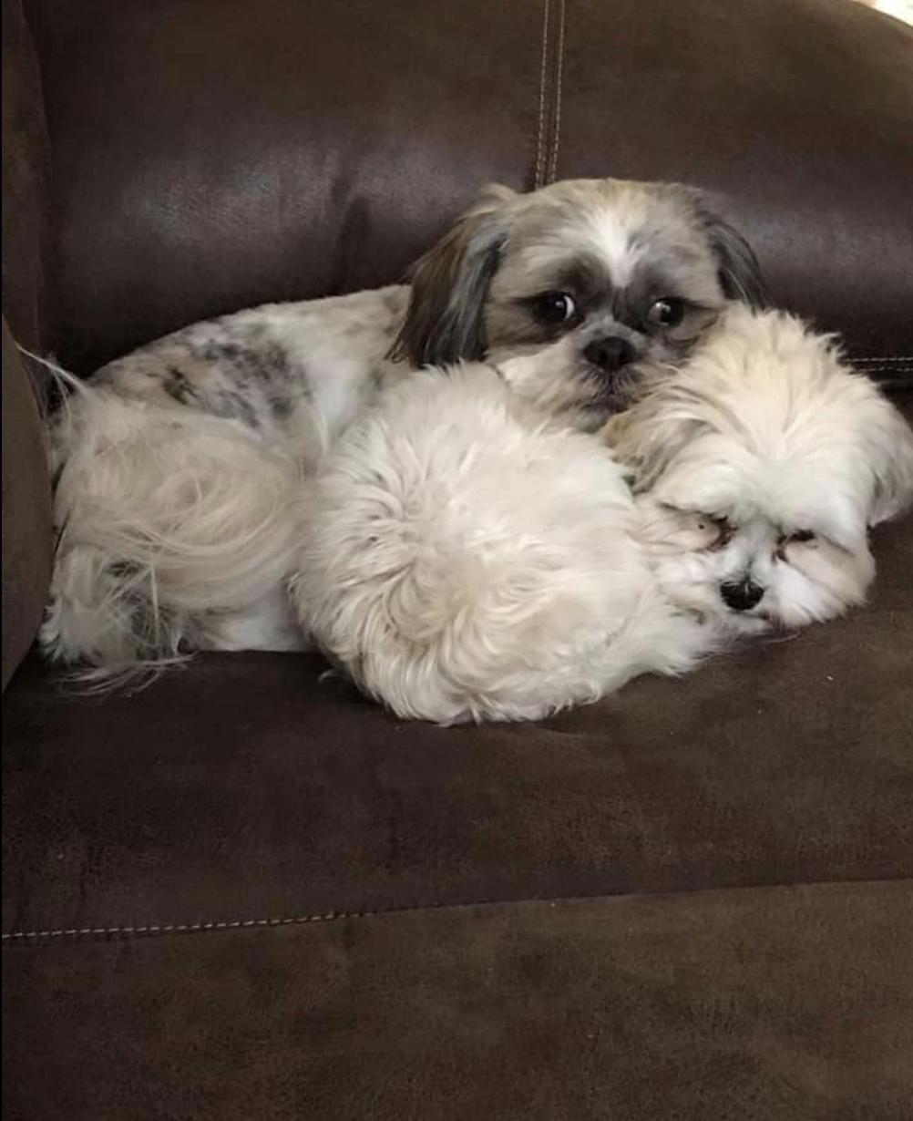 Shih Tzus of Kingshyre in Florida | Shih Tzu puppies | Good Dog