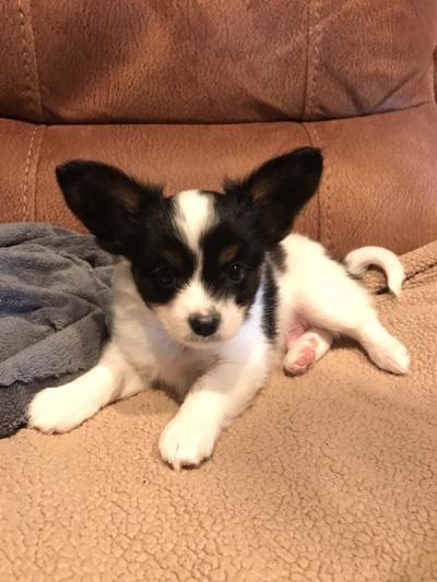 Sandy's Pap's in Missouri | Papillon puppies | Good Dog