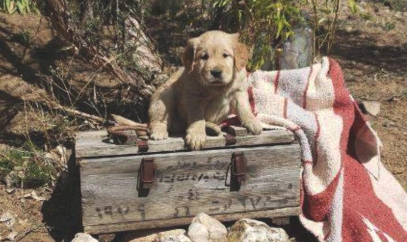 TC's Golden Ranch in Arizona | Golden Retriever puppies | Good Dog