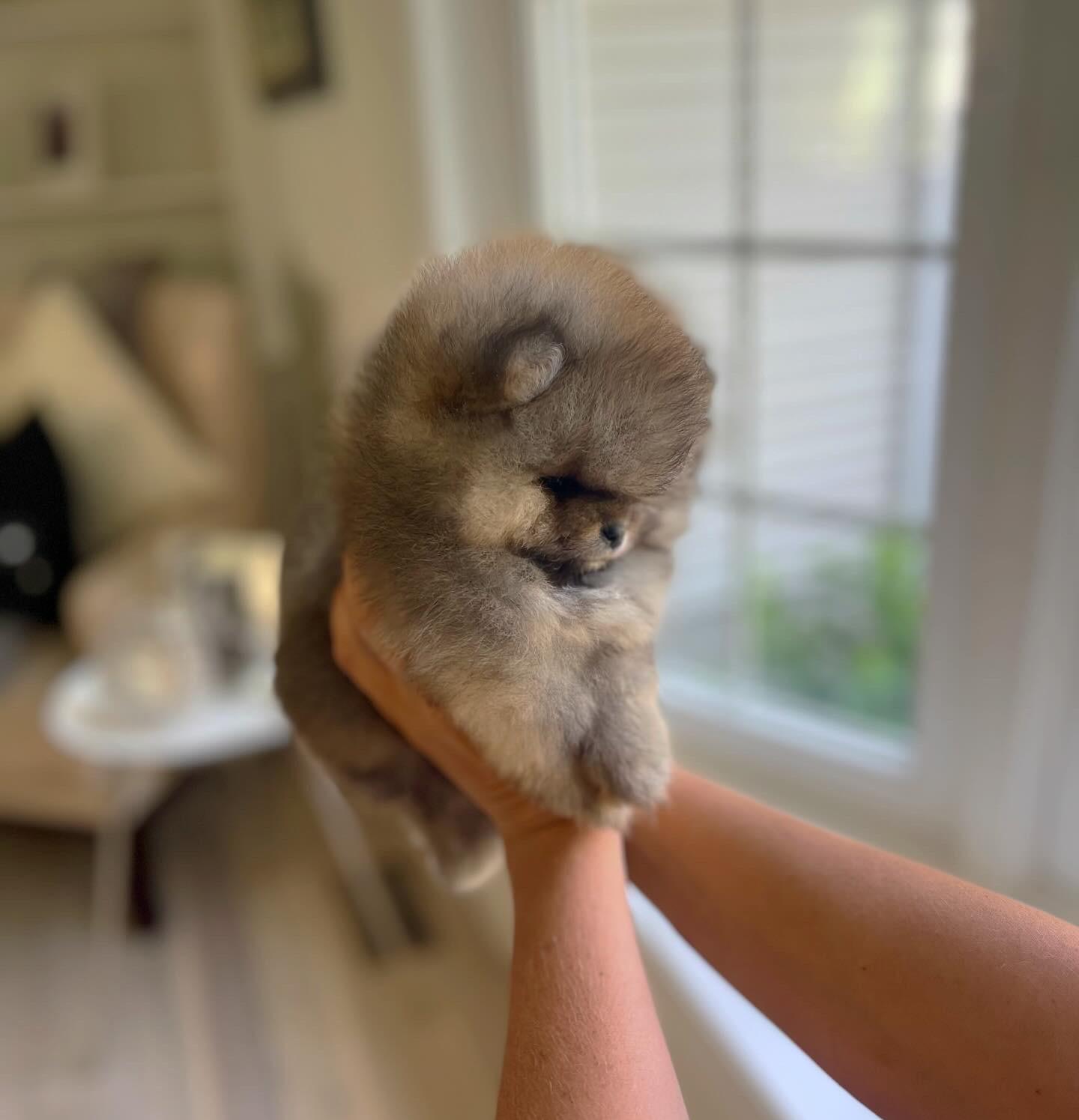 Princess Pomeranians in Massachusetts | Pomeranian puppies | Good Dog