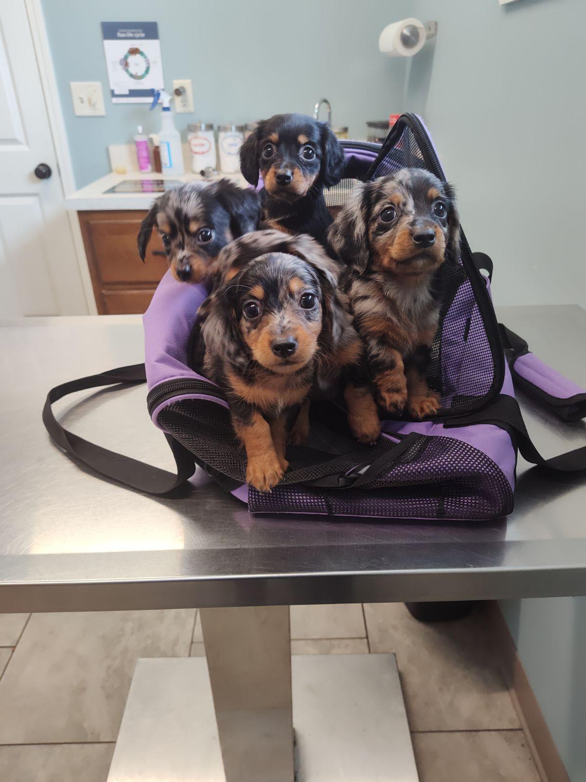 Mini Doxies Love in Alabama | Dachshund puppies | Good Dog