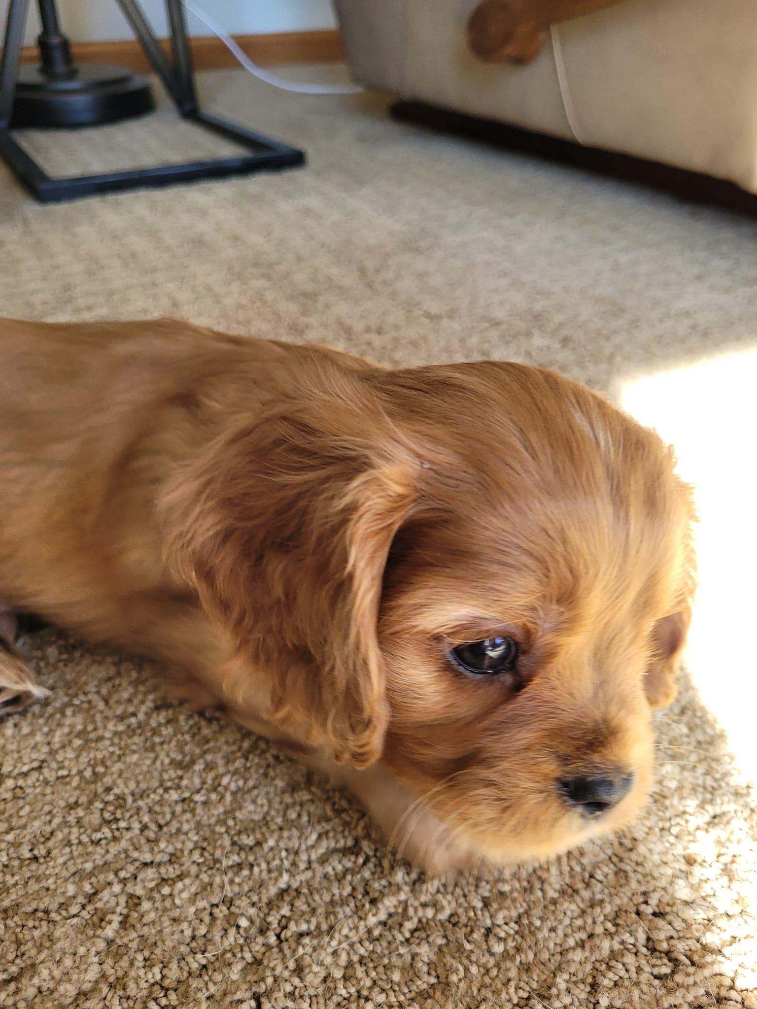 Pugs, Frugs and Frenchies in Iowa | Cavalier King Charles Spaniel ...