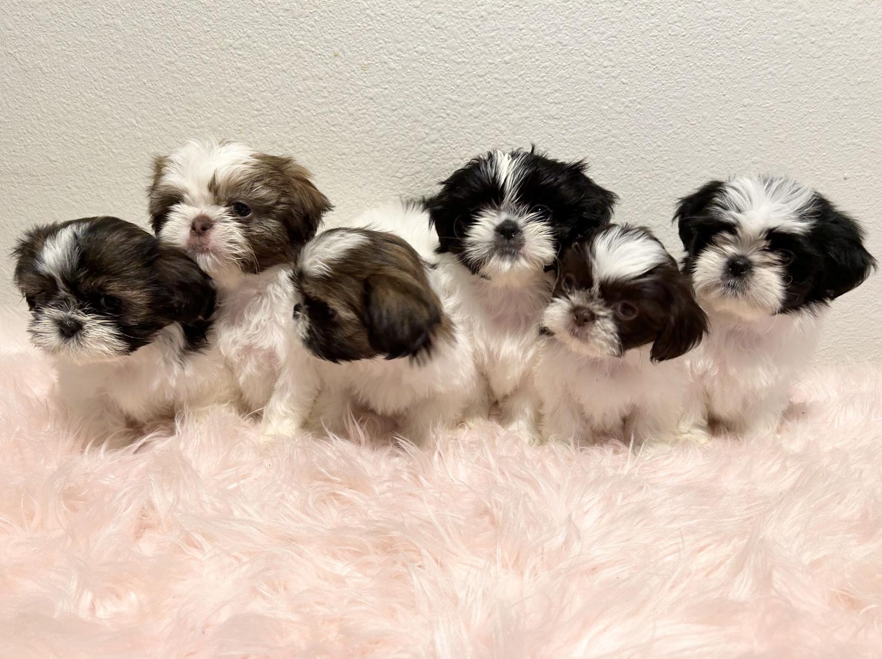 NCStellarPuppies in California | Maltipoo, Shih Tzu or Mal-Shi puppies ...