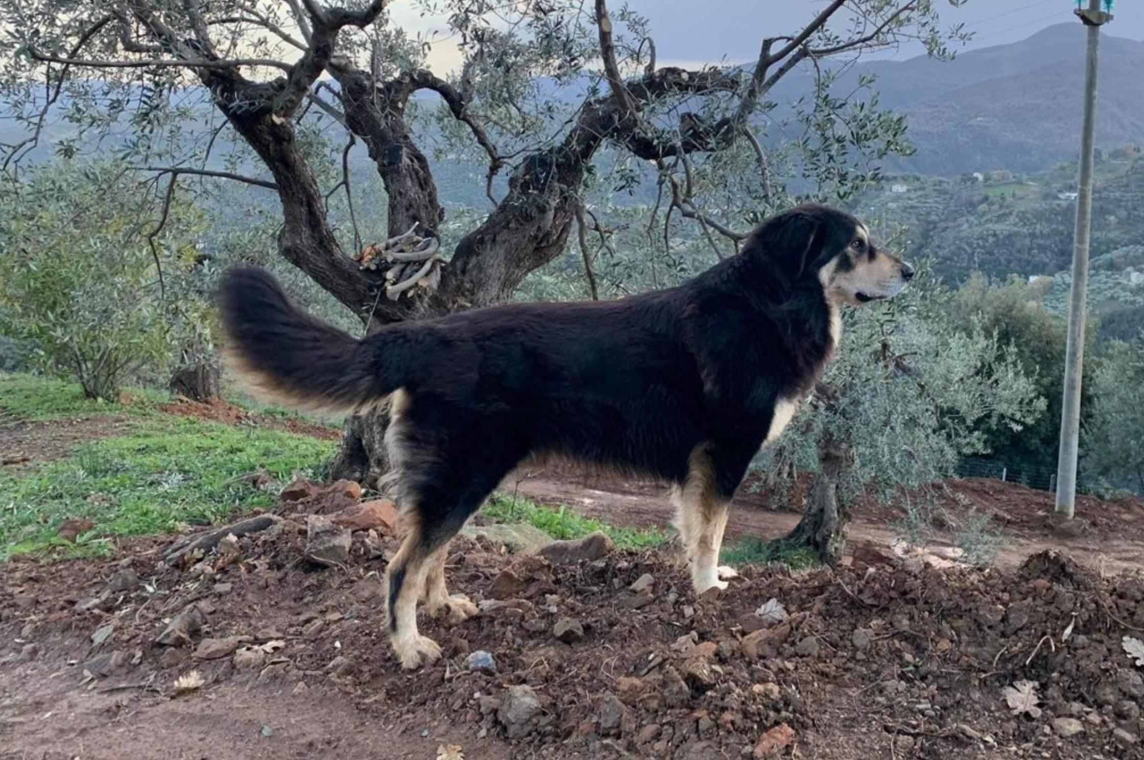 #1 Guide to Health Testing — Sila Shepherd | Good Dog