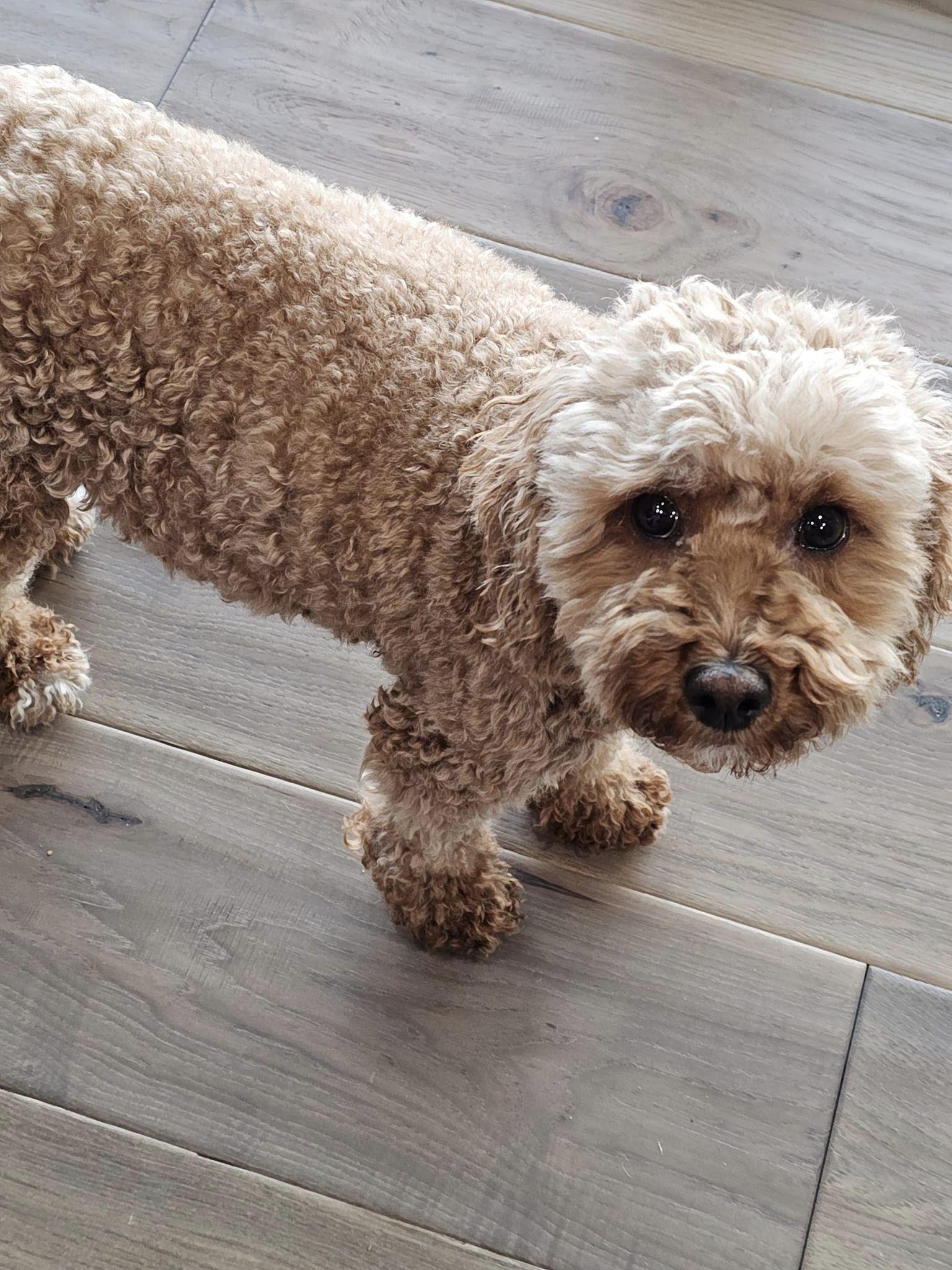 McCall Mini Doodles in Idaho | Goldendoodle puppies | Good Dog