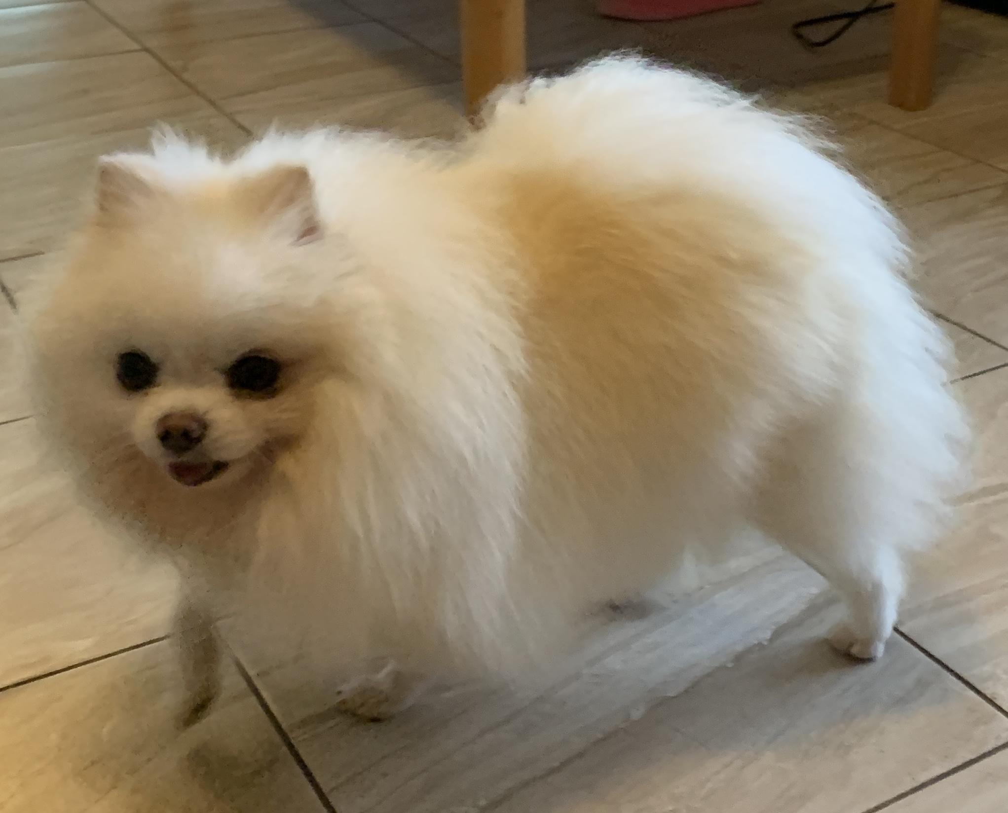 Jonna's Poms in Hawaii | Pomeranian puppies | Good Dog