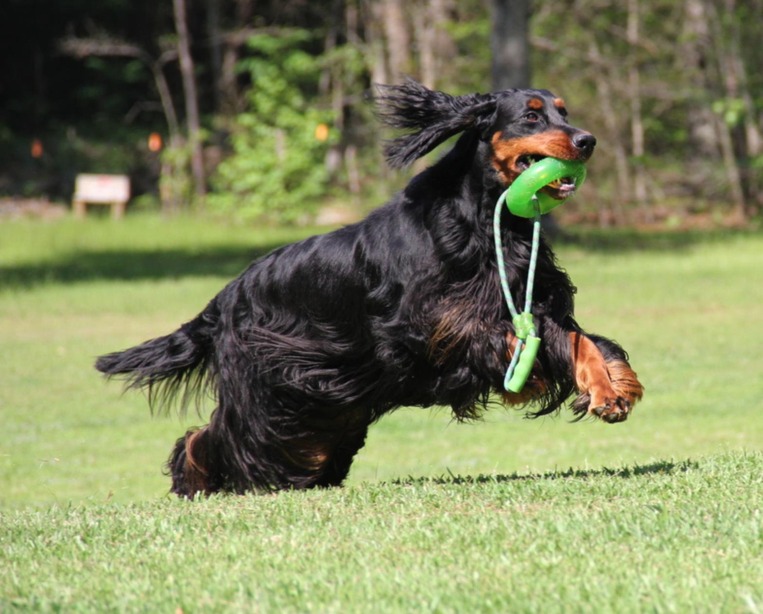Fenwyck in Massachusetts | Gordon Setter and Labrador Retriever puppies ...
