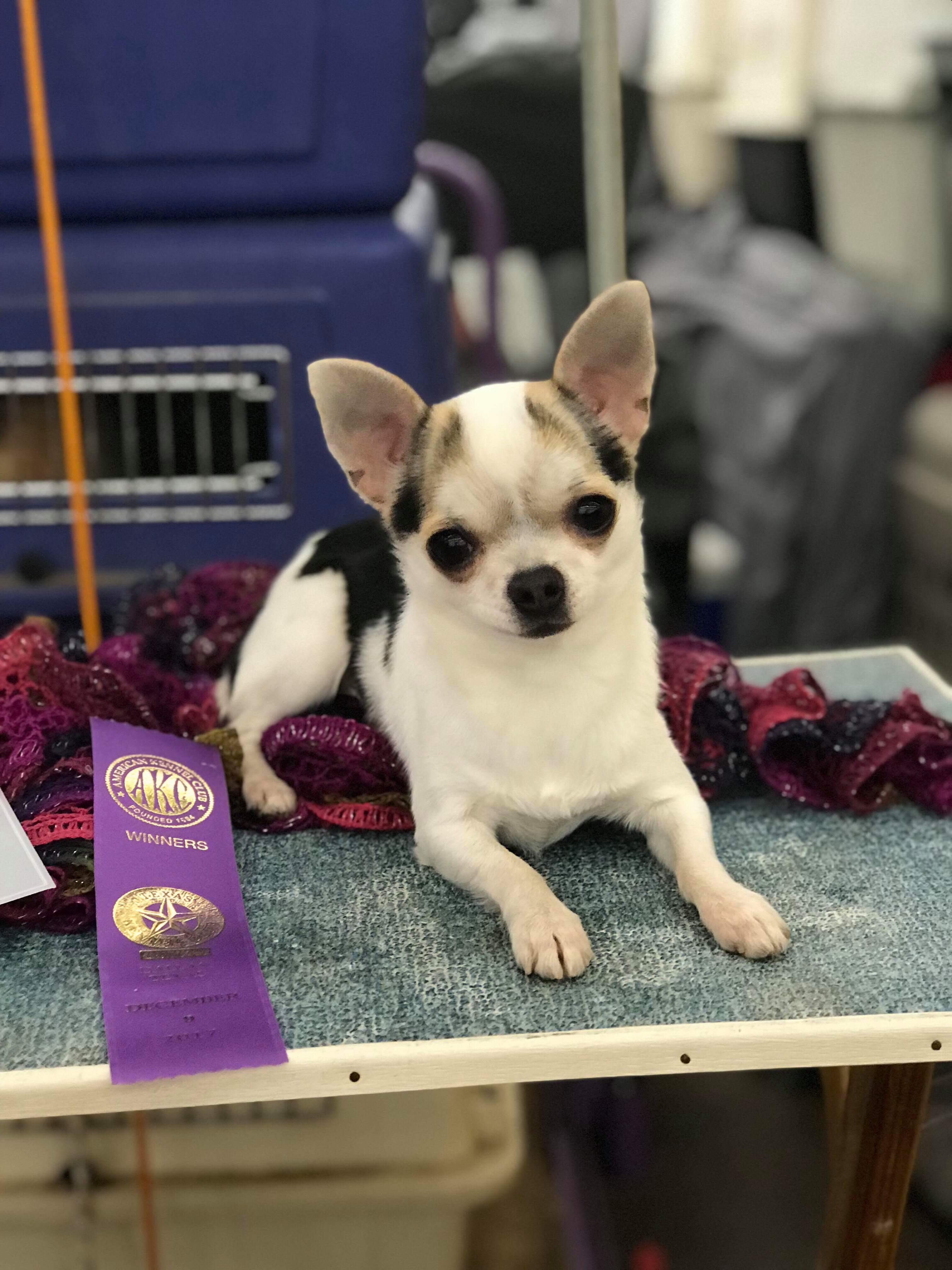 Doubletake Chihuahuas in Texas | Chihuahua puppies | Good Dog