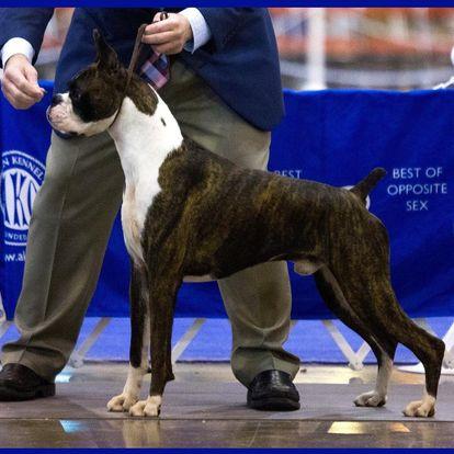 Gravestown Boxers in Mississippi | Boxer puppies | Good Dog