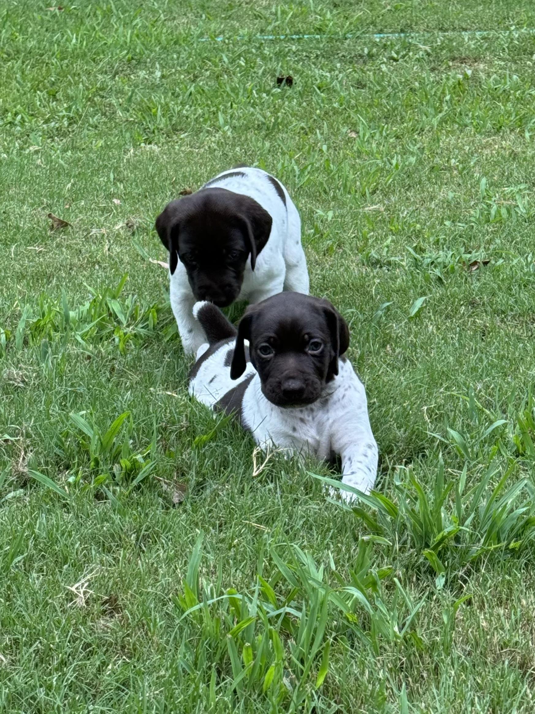Robin Kummer in Georgia | German Shorthaired Pointer puppies | Good Dog