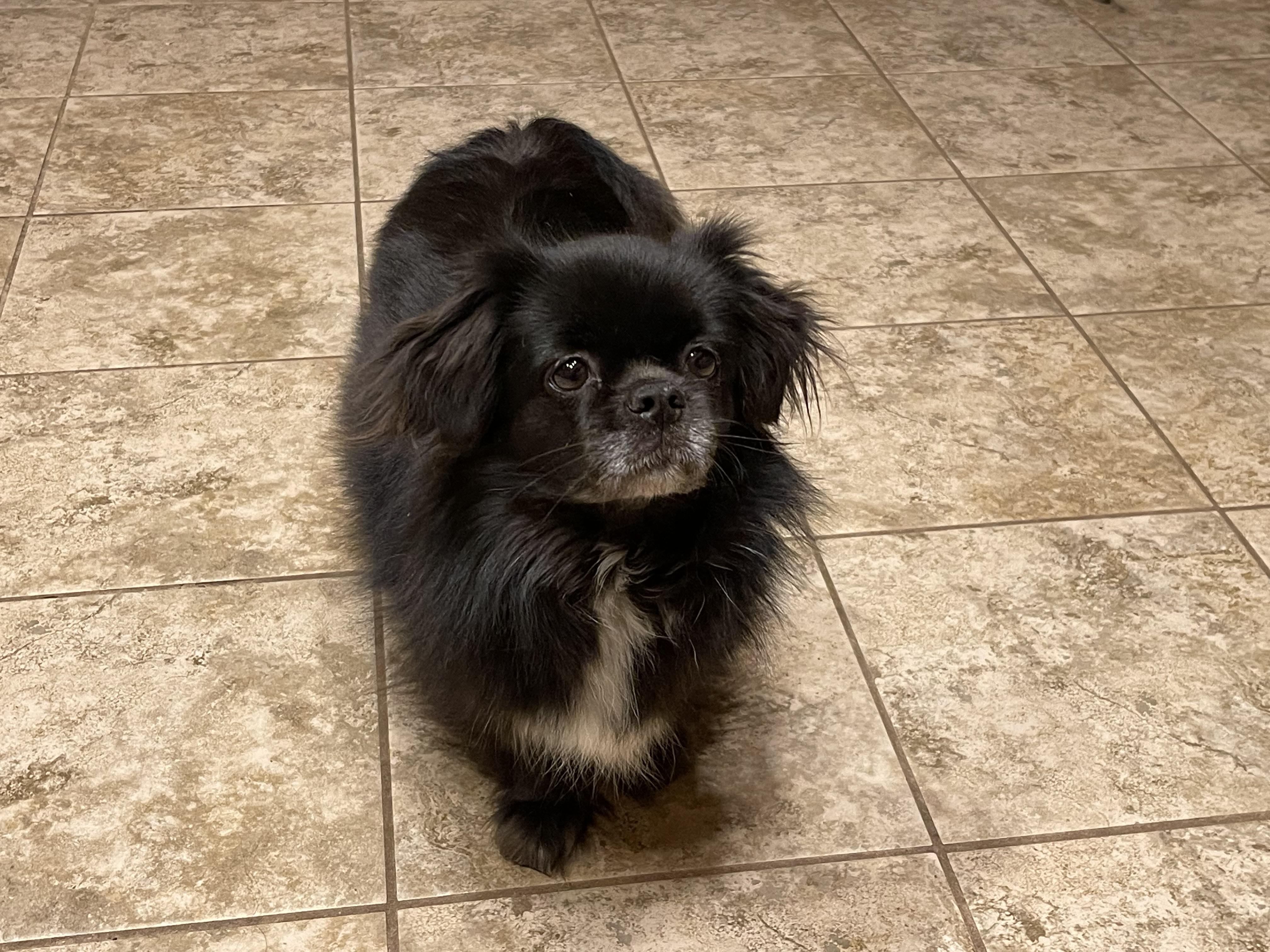 Sterling Tibbies in Michigan | Tibetan Spaniel puppies | Good Dog