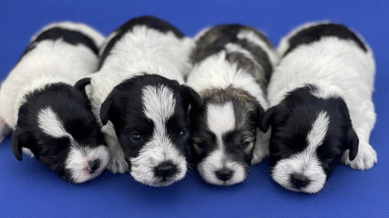 Parti Time Miniature Schnauzers in Louisiana | Miniature Schnauzer ...