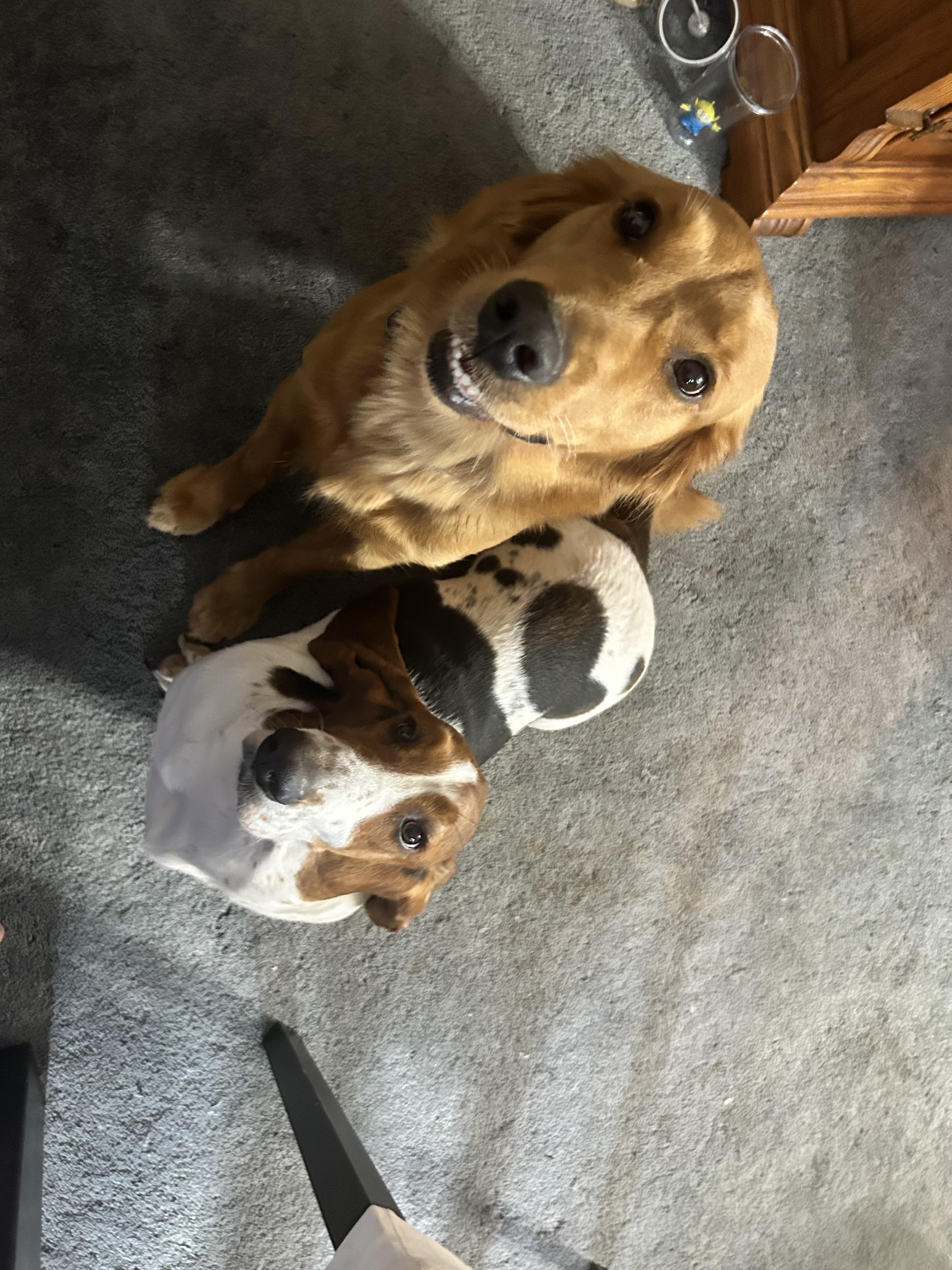 AmberLight Goldens in Virginia | Golden Retriever puppies | Good Dog