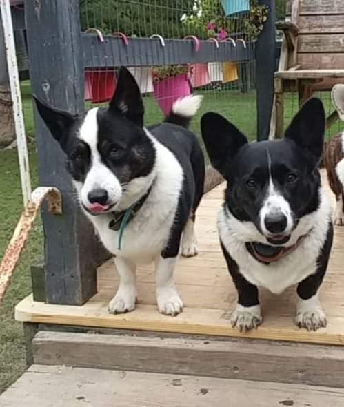 Old Iron Farm in Ohio | Cardigan Welsh Corgi puppies | Good Dog