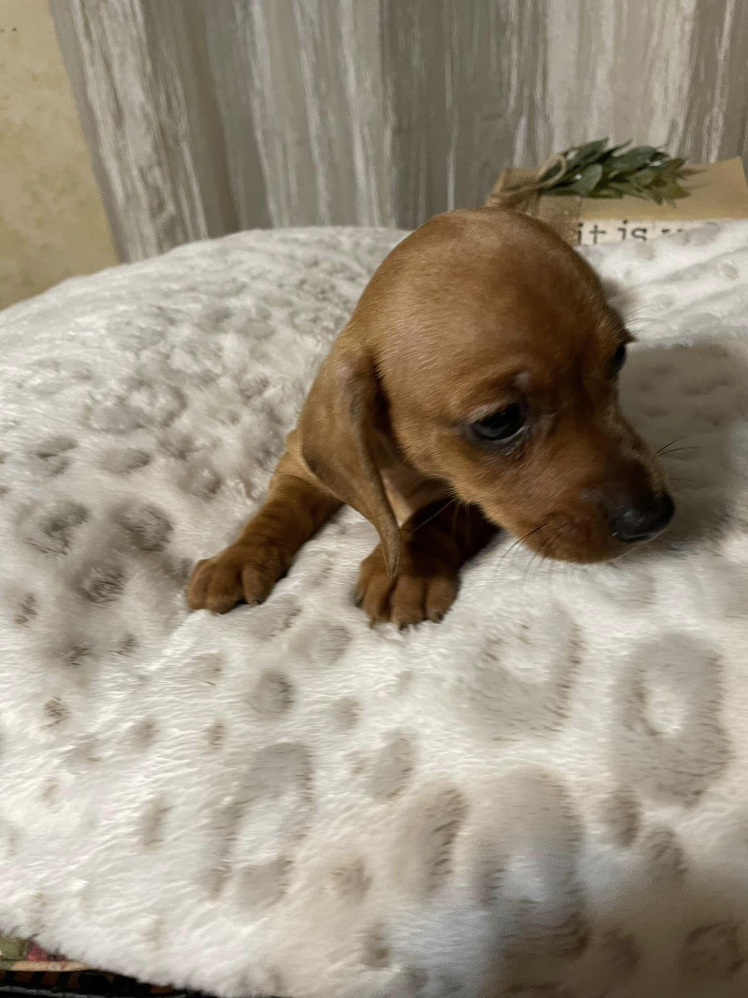 June's Dachshunds in Louisiana | Dachshund puppies | Good Dog