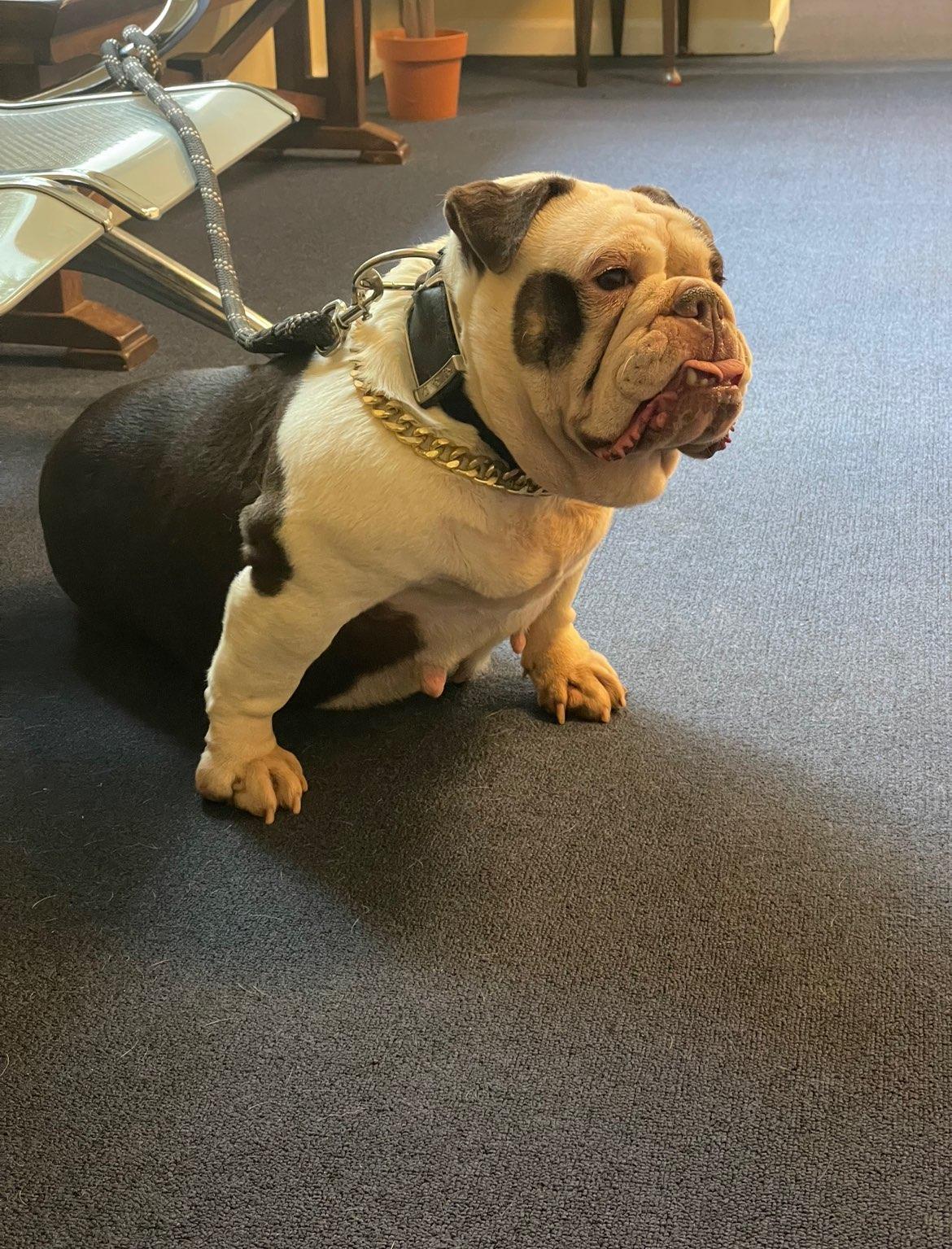 Atlanta Bulldogs in Georgia | Bulldog and French Bulldog puppies | Good Dog
